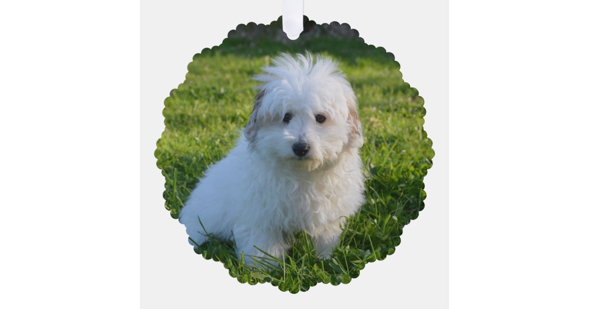 Create Your Own Pet dog Photo Ornament Card | Zazzle