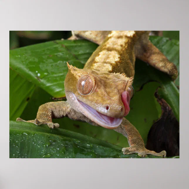 Crested Gecko Poster | Zazzle