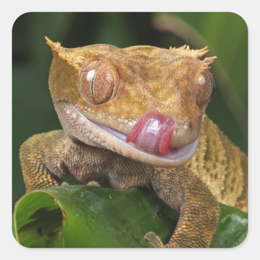 Crested Gecko Square Sticker | Zazzle
