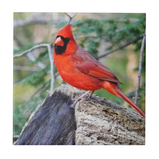 Crimson Cardinal Ceramic Tile | Zazzle