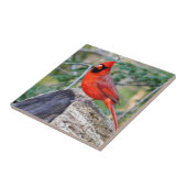 Crimson Cardinal Ceramic Tile | Zazzle