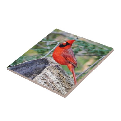 Crimson Cardinal Ceramic Tile | Zazzle