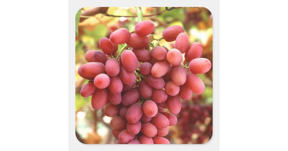 Crimson Seedless Grapes Square Sticker | Zazzle