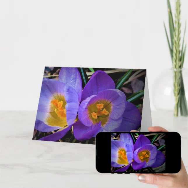 Crocus, card | Zazzle