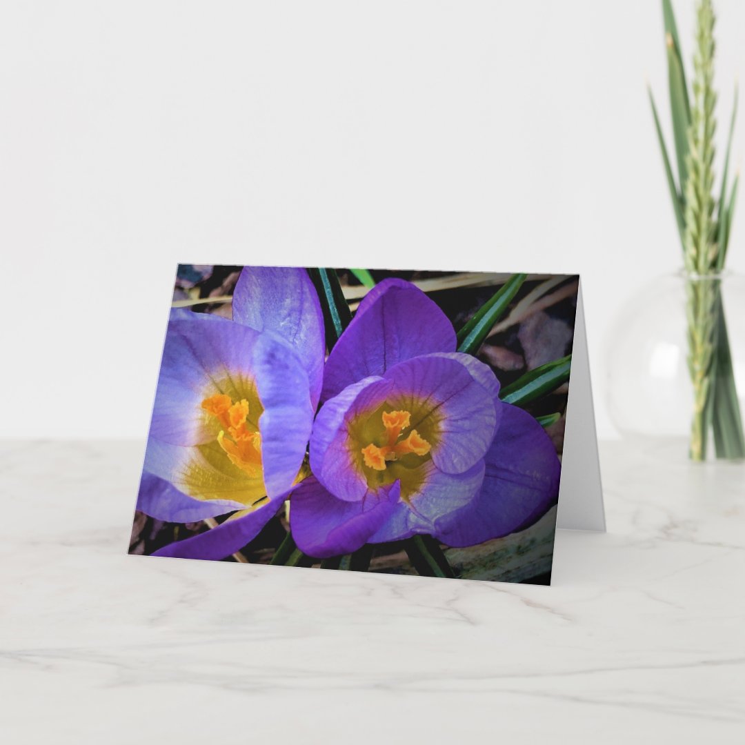 Crocus, card | Zazzle