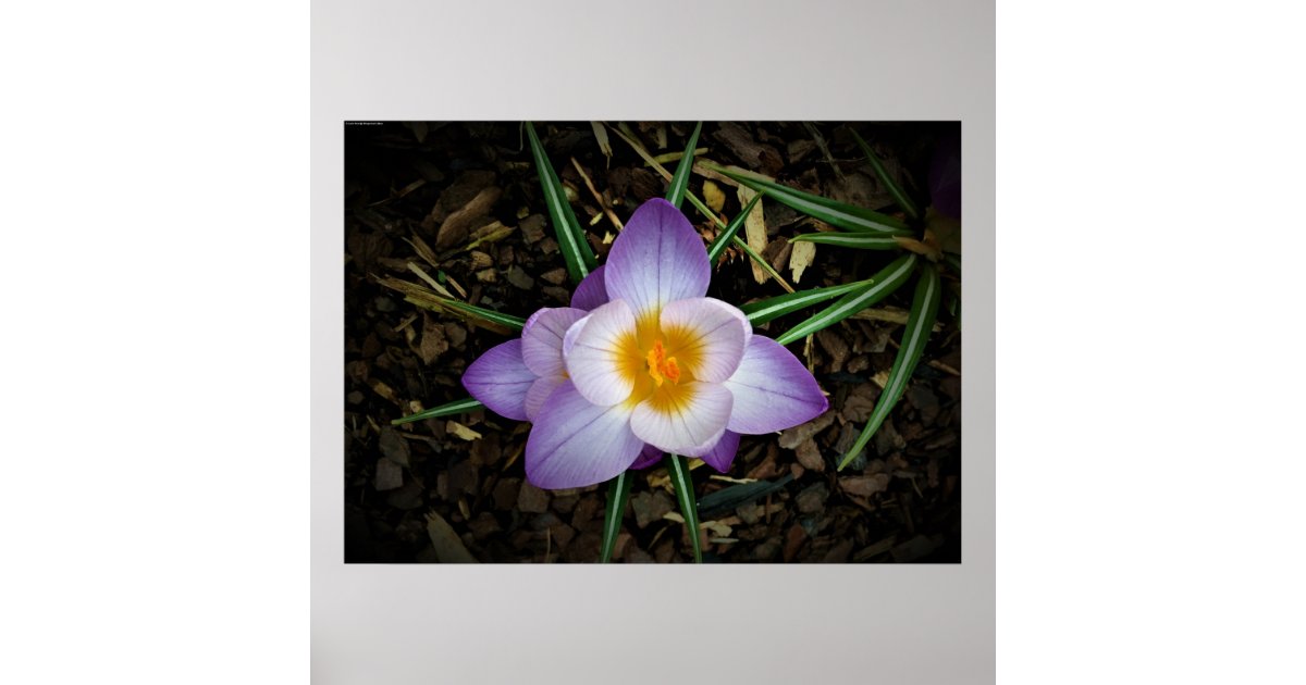 Crocus, poster | Zazzle