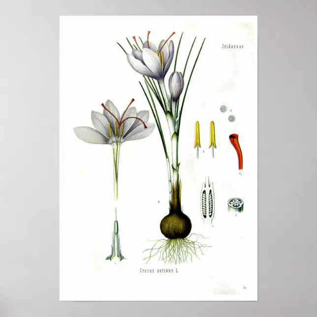 Crocus sativus poster | Zazzle