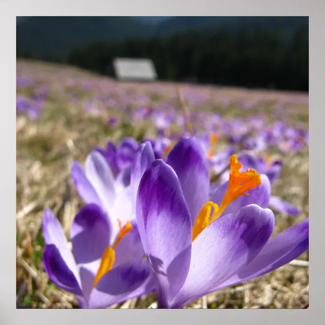 Crocuses, Tatras Poster | Zazzle