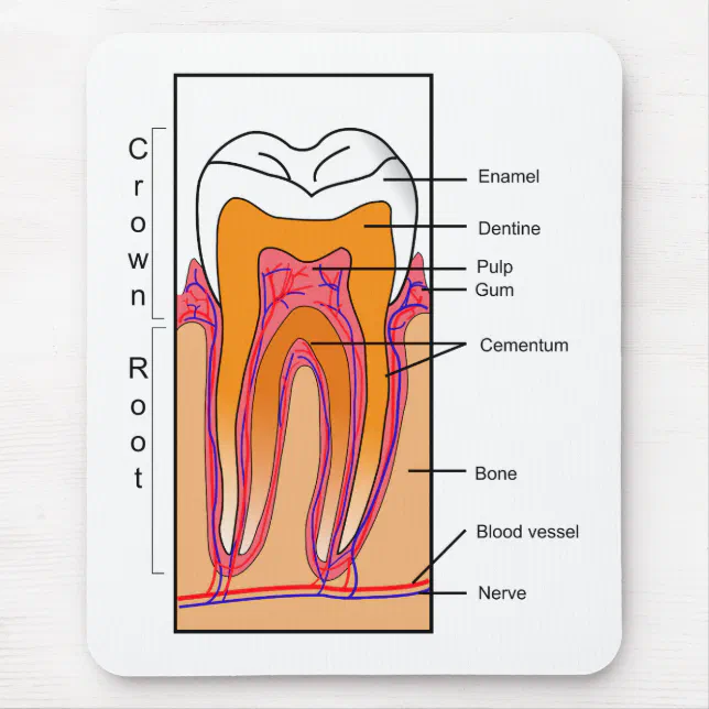 Cross Section Diagram of a Human Tooth Mouse Pad | Zazzle