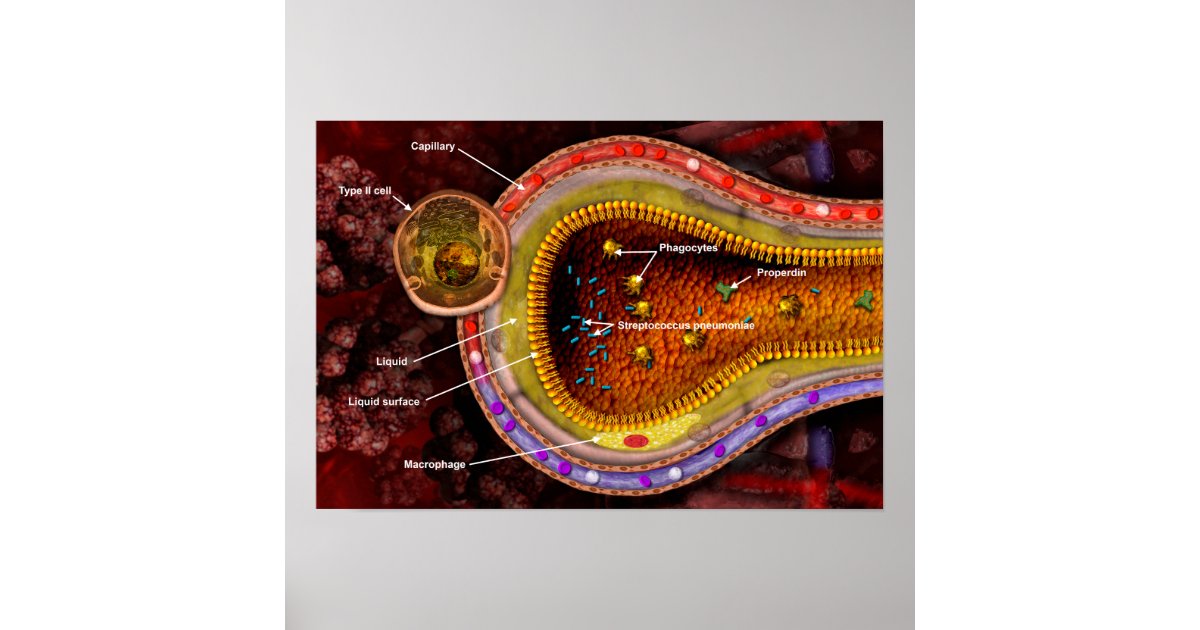 Cross-section of an alveoli in the human lungs poster | Zazzle