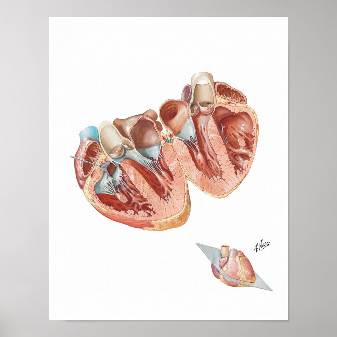 Cross-Section of Heart by Frank H. Netter, MD Poster | Zazzle