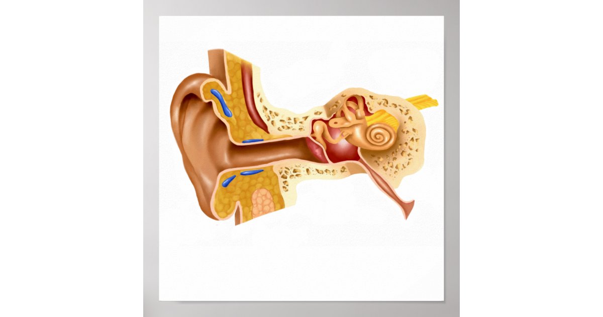 Cross Section Of Human Ear Poster | Zazzle