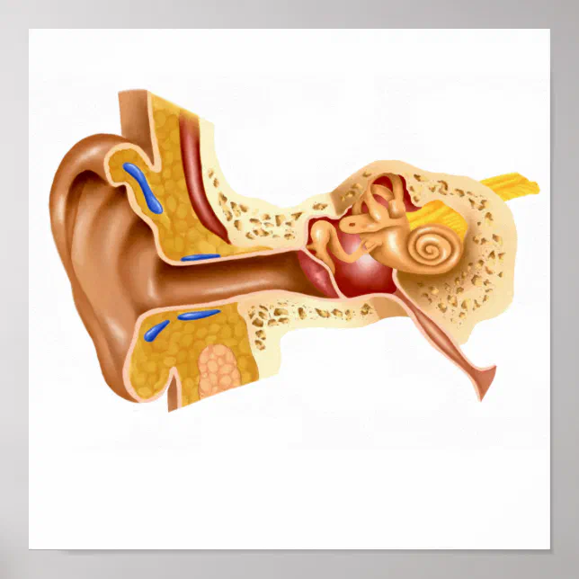 Cross Section Of Human Ear Poster | Zazzle