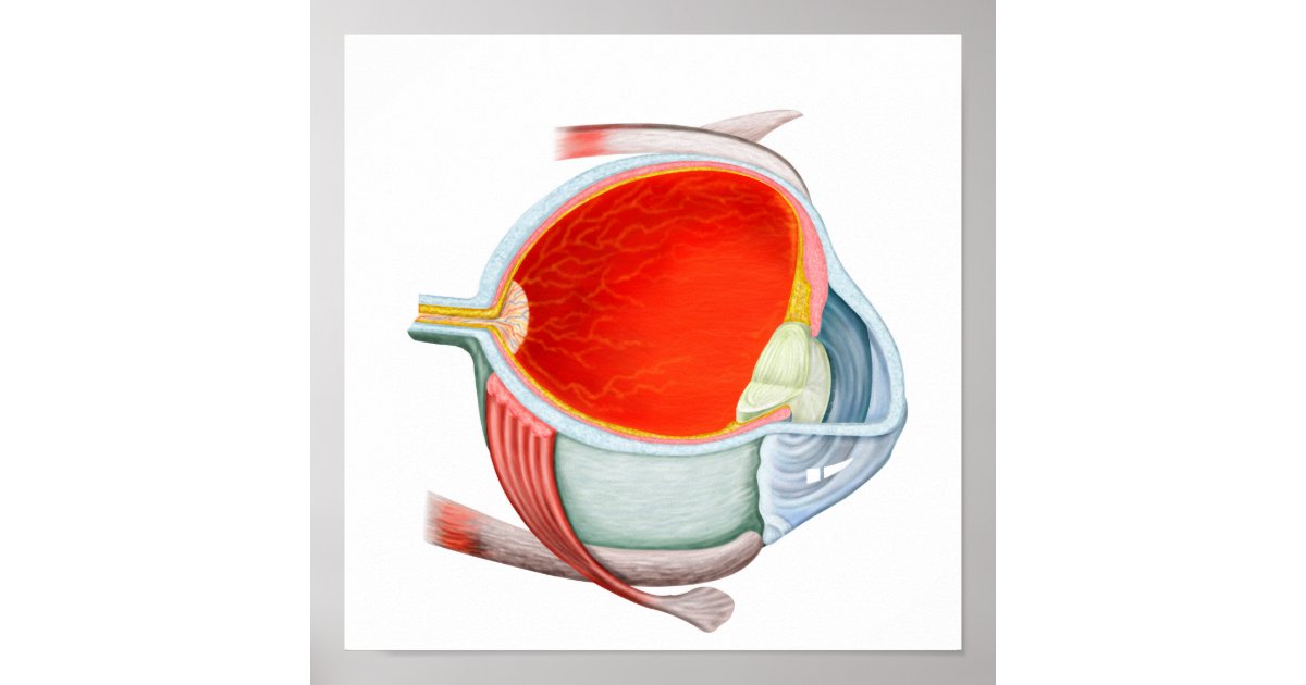 Cross Section Of Human Eye Poster | Zazzle
