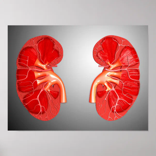 Cross-Section Of Human Kidney Poster | Zazzle