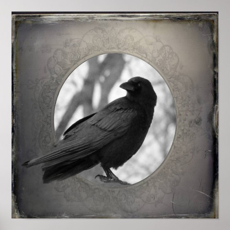 Crow Portrait Poster | Zazzle