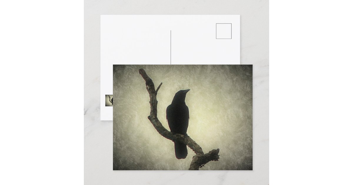 Crow Postcard | Zazzle