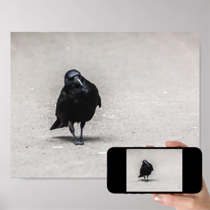 crow poster | Zazzle