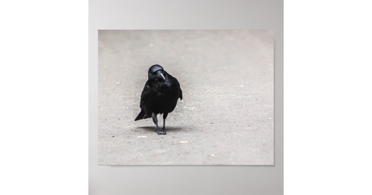 crow poster | Zazzle