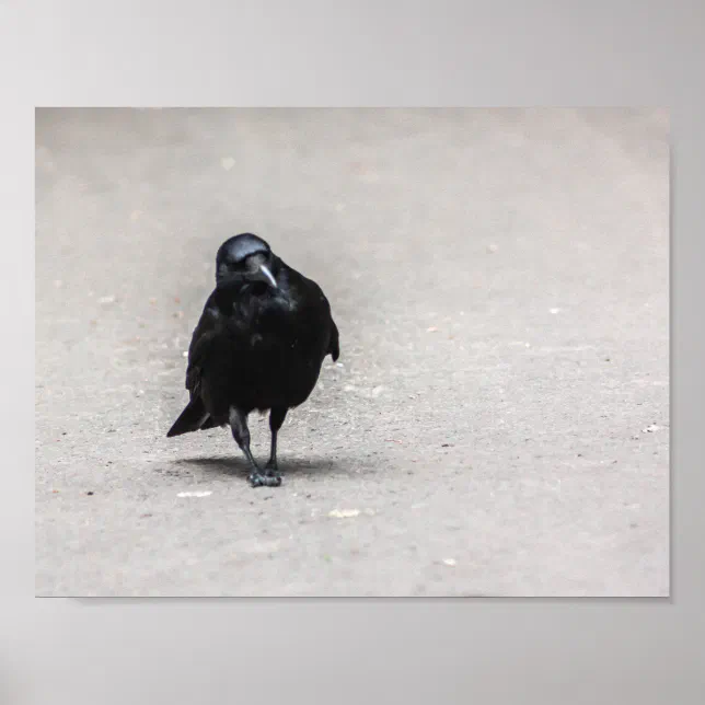 crow poster | Zazzle