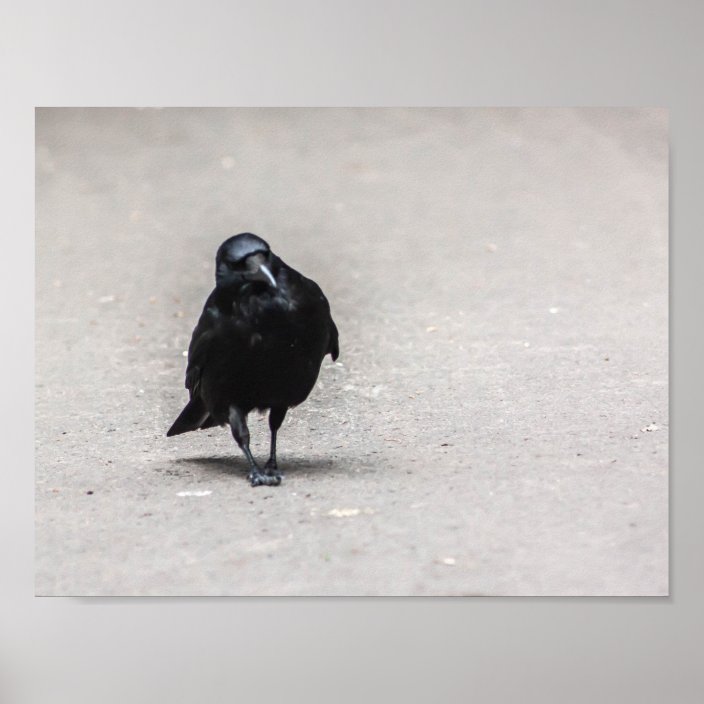 crow poster | Zazzle.com