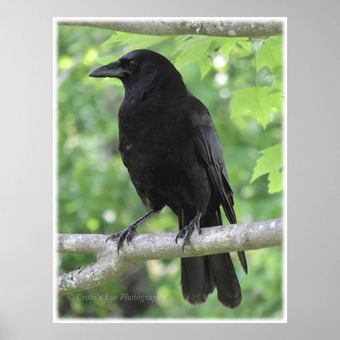 Crow Poster | Zazzle