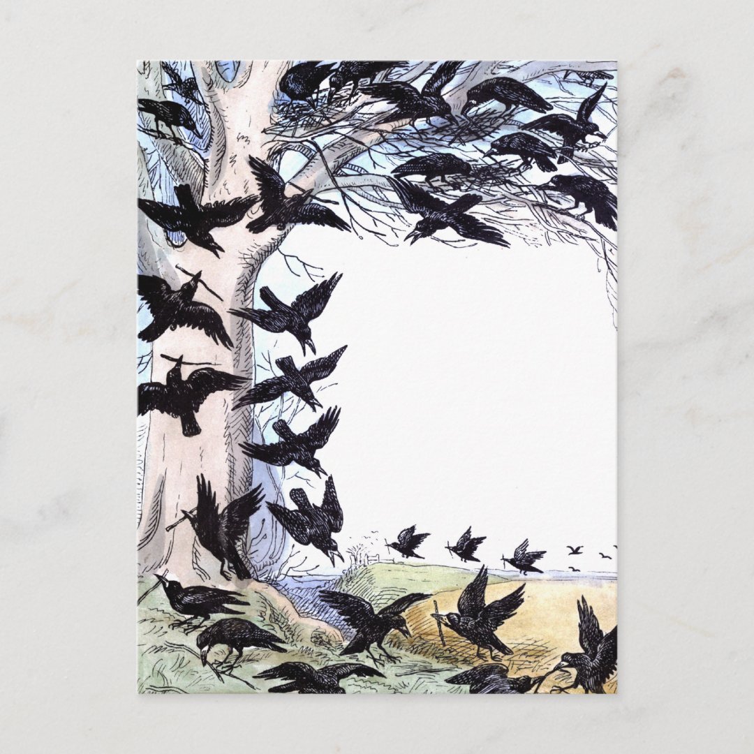 Crows Postcard | Zazzle