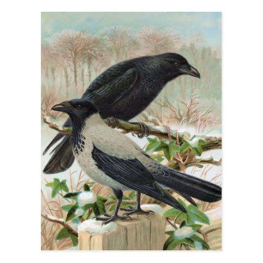 Crows Vintage Bird Illustration Postcard | Zazzle.com