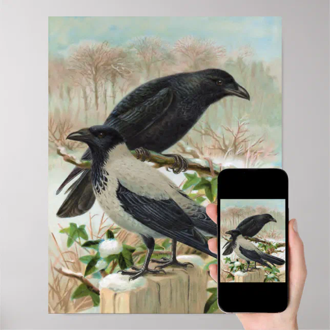 Crows Vintage Bird Illustration Poster | Zazzle