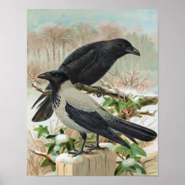Crows Vintage Bird Illustration Poster | Zazzle