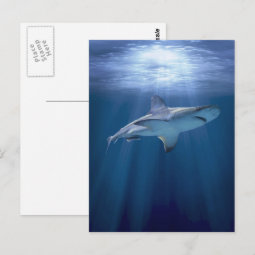 Cruising Shark Postcard | Zazzle