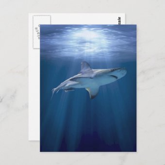 Cruising Shark Postcard | Zazzle