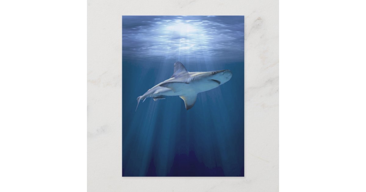 Cruising Shark Postcard | Zazzle