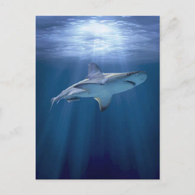 Cruising Shark Postcard | Zazzle