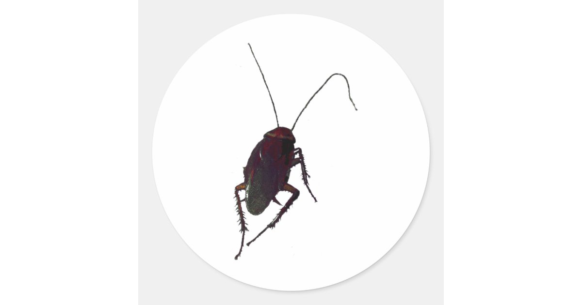 Crunchy Cockroach Classic Round Sticker | Zazzle