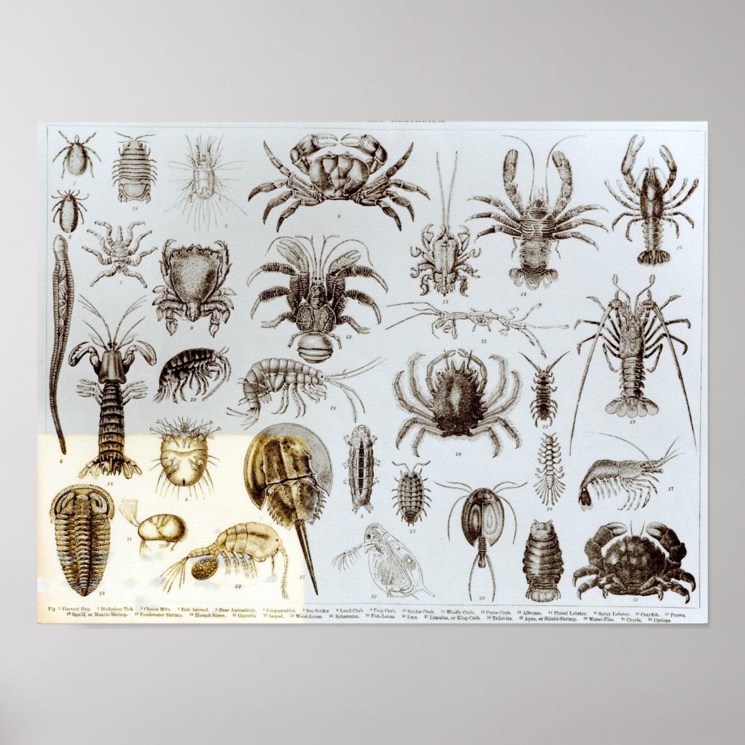 Crustacea and Arachnida Poster | Zazzle