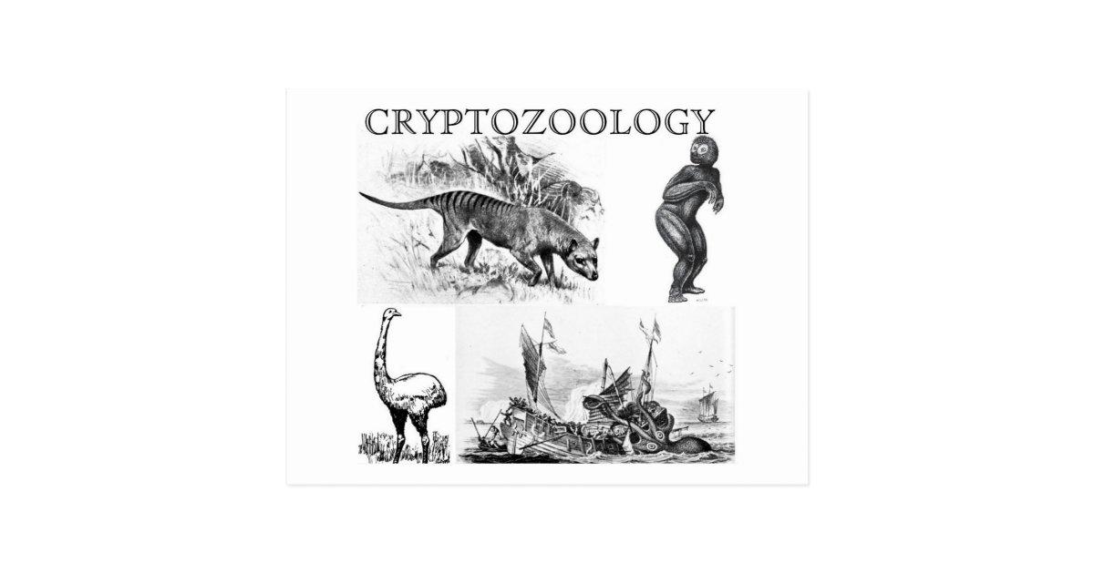 cryptozoology postcard | Zazzle.com