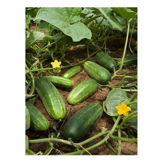 Cucumber Patch Postcards | Zazzle.com