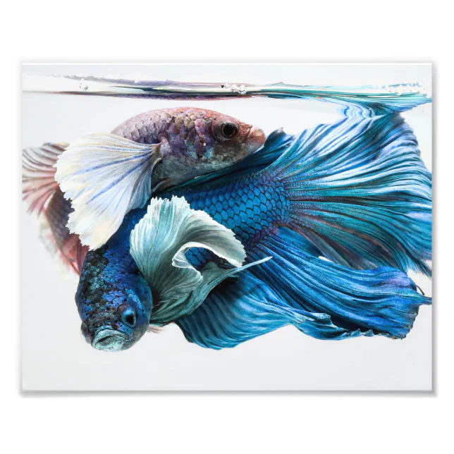 Cuddling Dumbo Betta Fish Photo Print | Zazzle