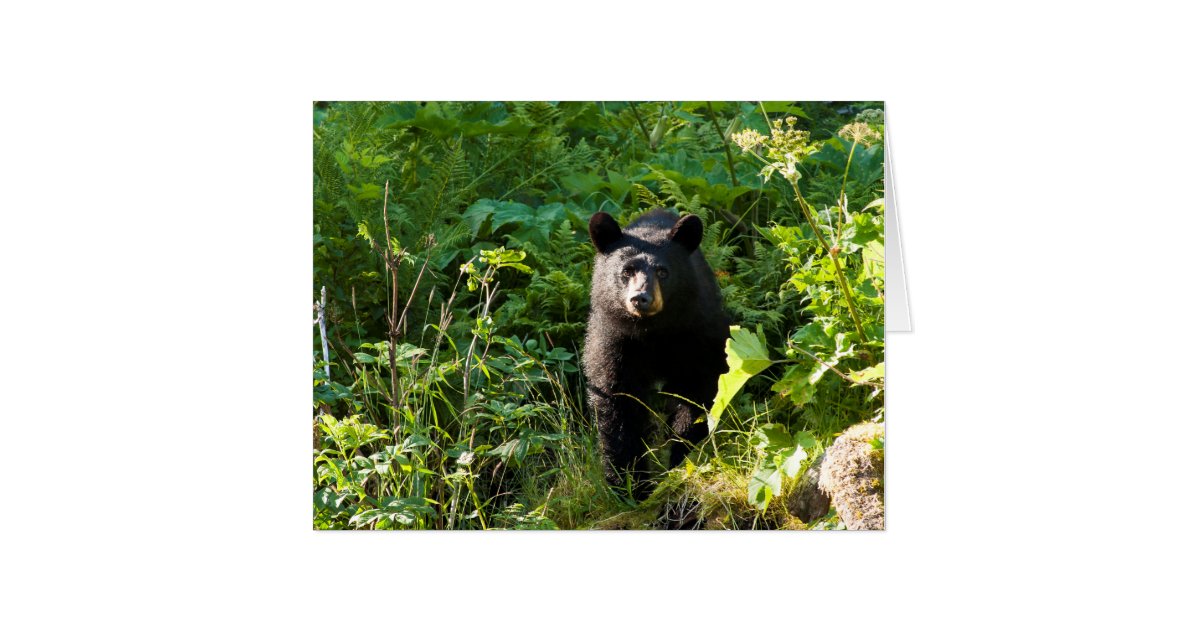 Curious Black Bear Card | Zazzle
