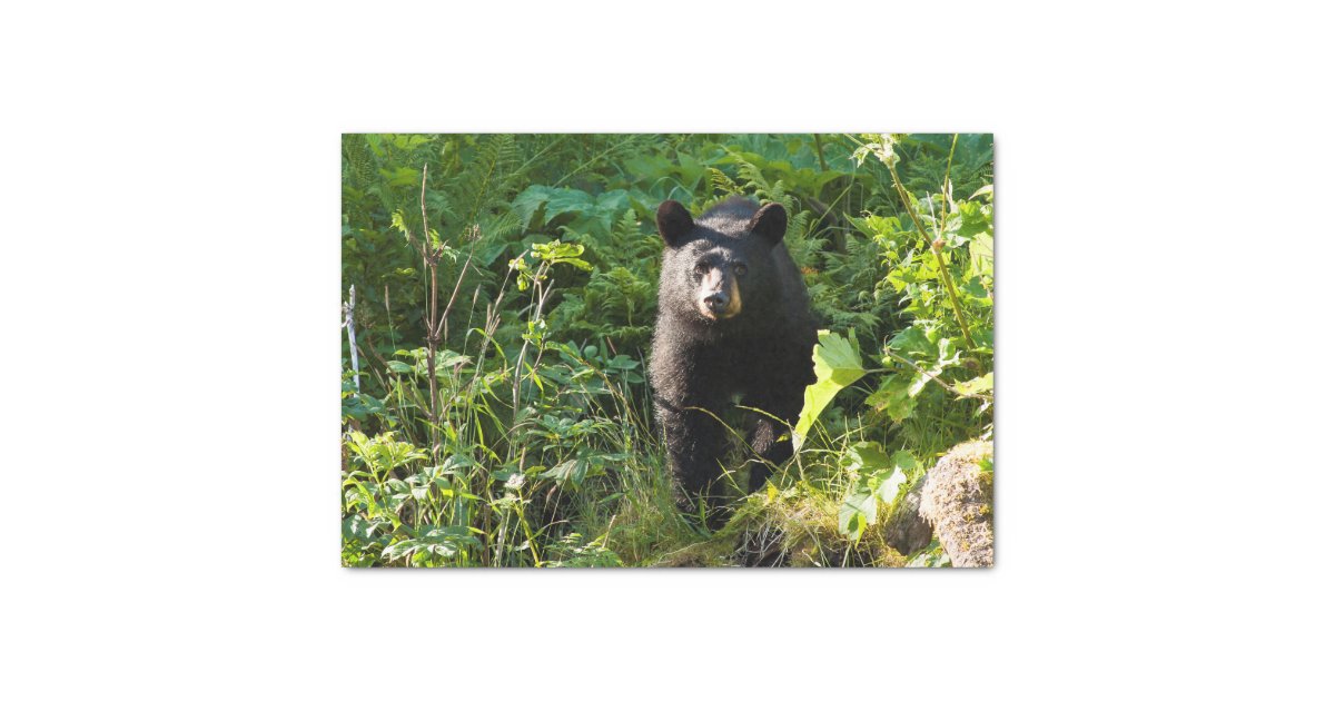Curious Black Bear Tissue Paper | Zazzle