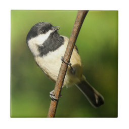 Curious Black-Capped Chickadee on the Grapevine Ceramic Tile | Zazzle