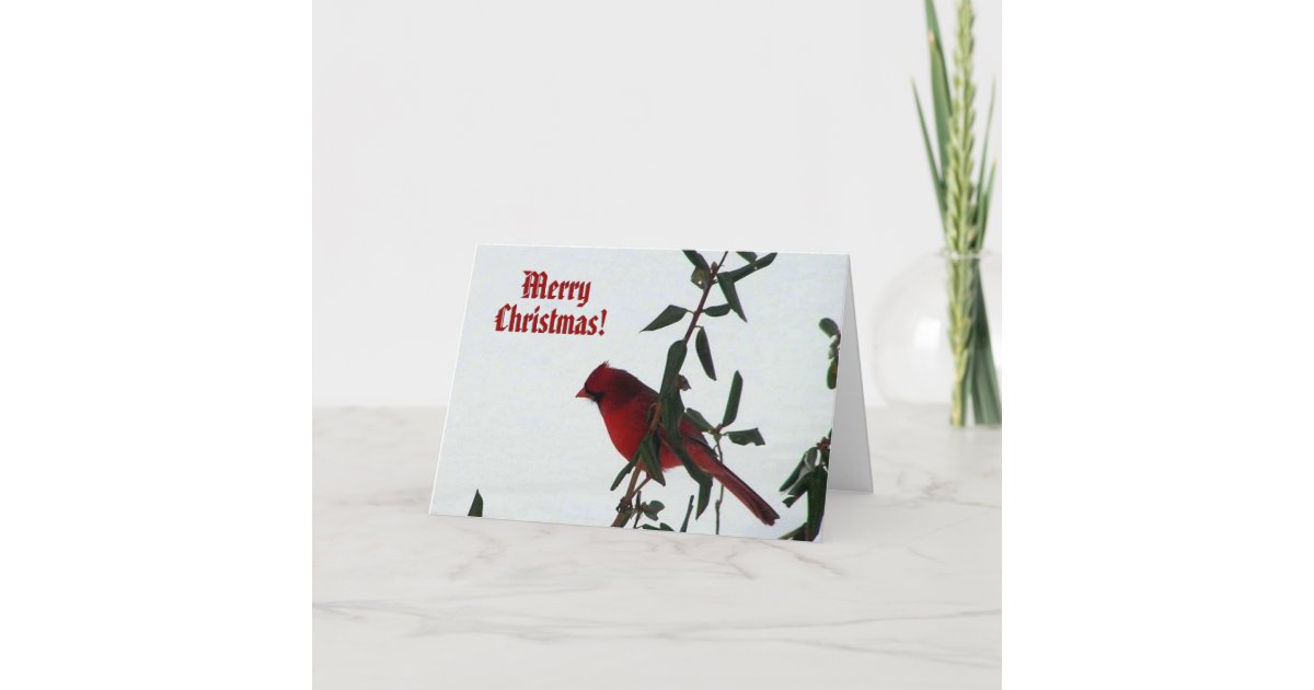 Curious Cardinal Bird Christmas Card | Zazzle