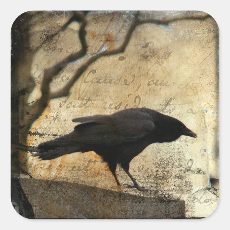 Curious Crow Square Sticker | Zazzle