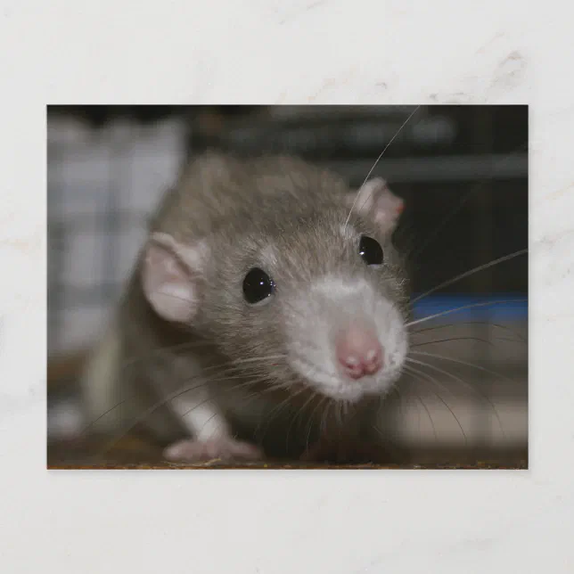 Curious Rat Postcard | Zazzle