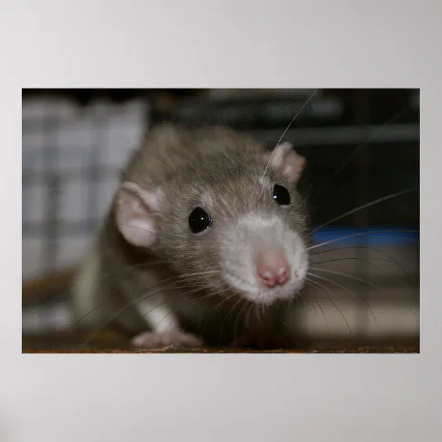 Curious Rat Poster | Zazzle