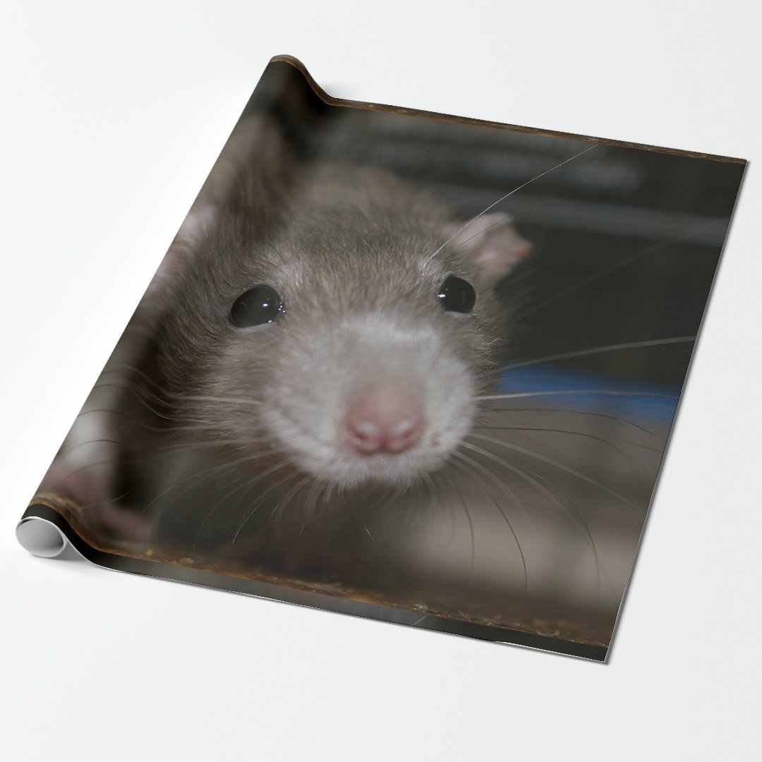 Curious Rat Wrapping Paper | Zazzle