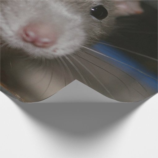 Curious Rat Wrapping Paper | Zazzle