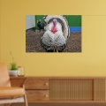 Curious turkey. poster | Zazzle