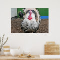 Curious turkey. poster | Zazzle